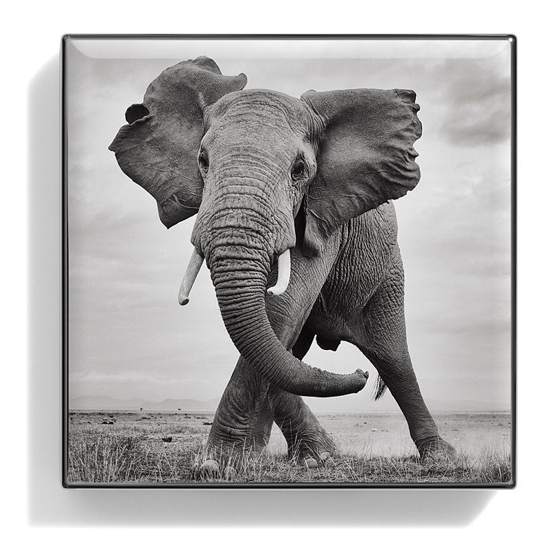 Chantecaille Luminescent Eye Shade - Elephant – Beautyhabit